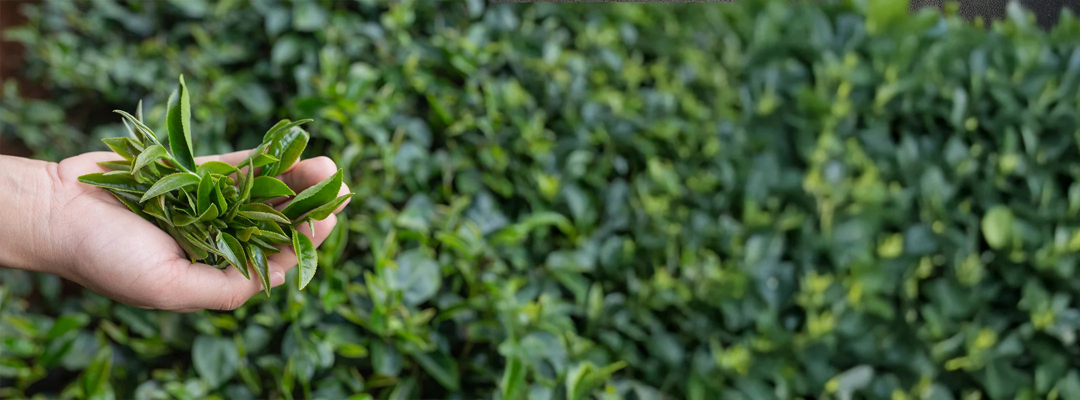 Terrific Tea Tree: The secret to happy skin and hair – Botanic Hearth